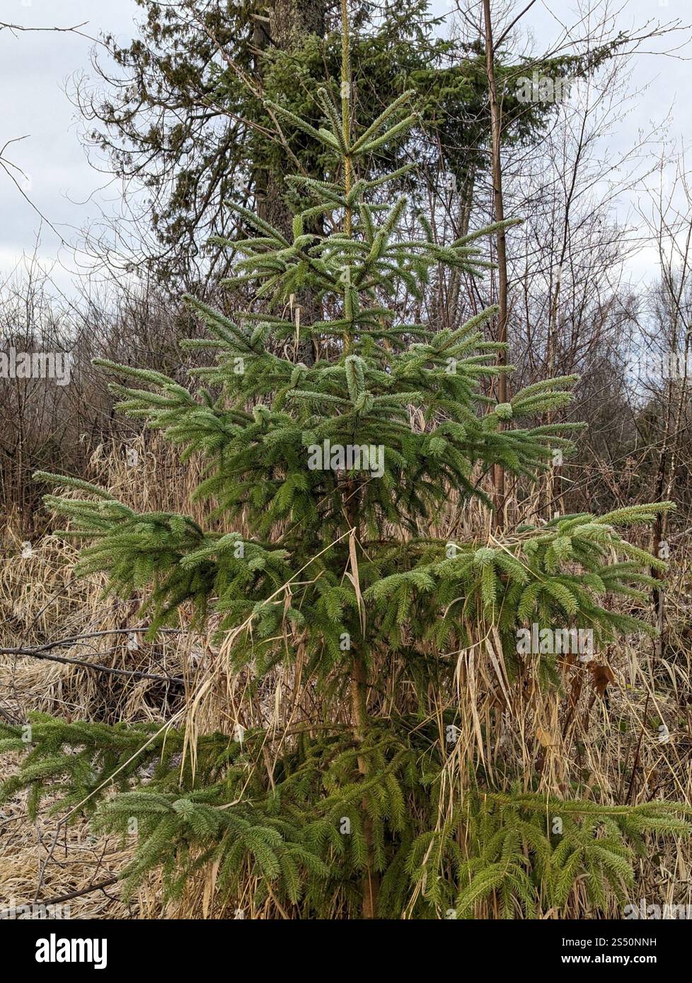 Sitka spruce (Picea sitchensis Stock Photo - Alamy