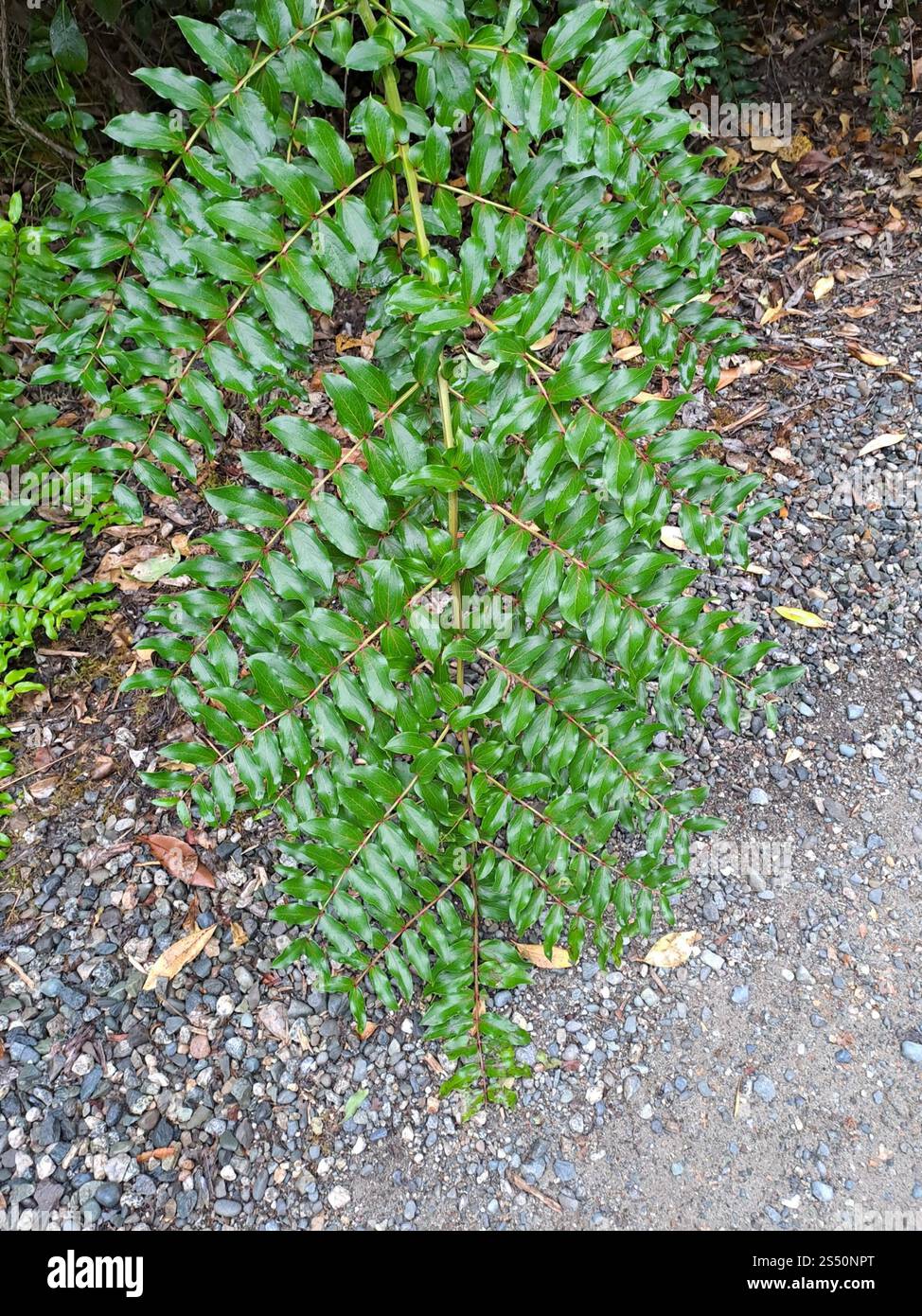Tree Tutu (Coriaria arborea Stock Photo - Alamy