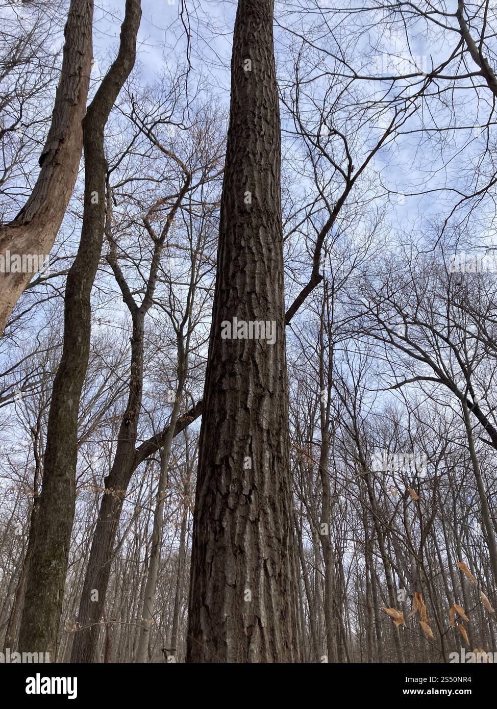chestnut oak (Quercus montana Stock Photo - Alamy
