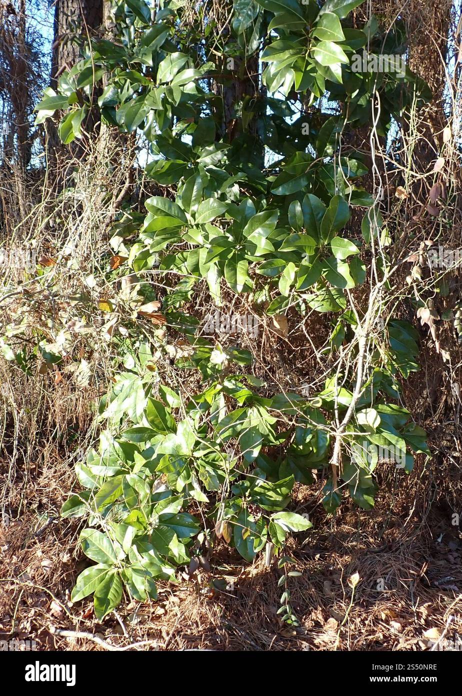southern magnolia (Magnolia grandiflora Stock Photo - Alamy