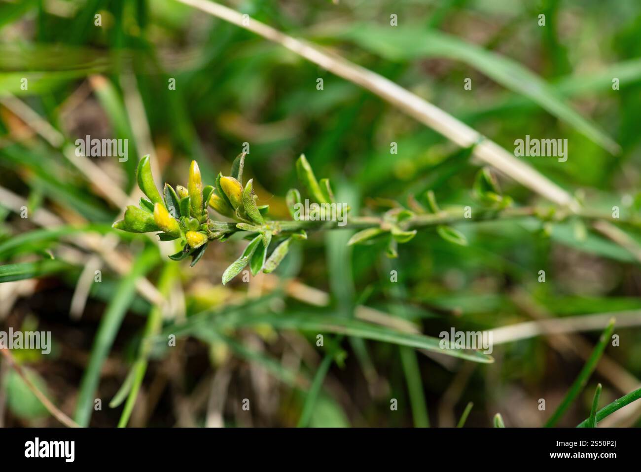 Hairy greenweed, Genista pilosa, Font D'Urle, The Vercors, France Stock ...