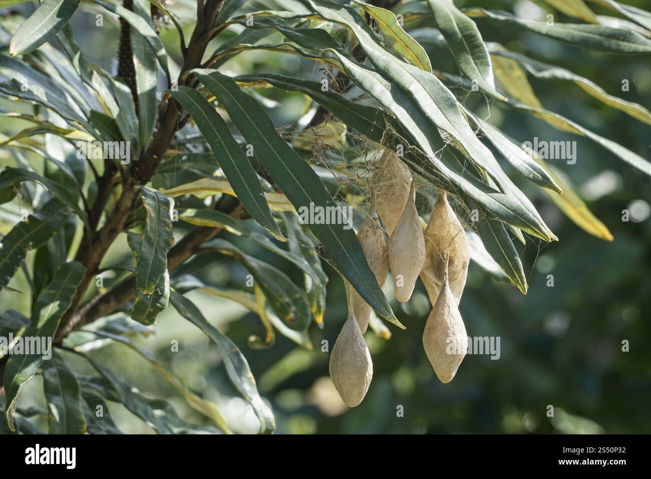 Egg sacs of the Magnificent Spider hanging from a Banksia plagiocarpa ...