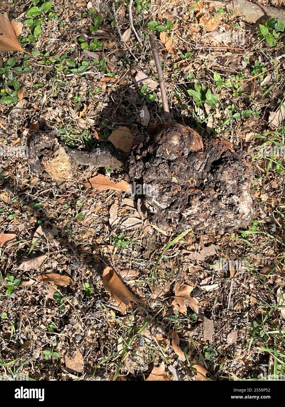 bacterial crown gall (Agrobacterium radiobacter Stock Photo - Alamy