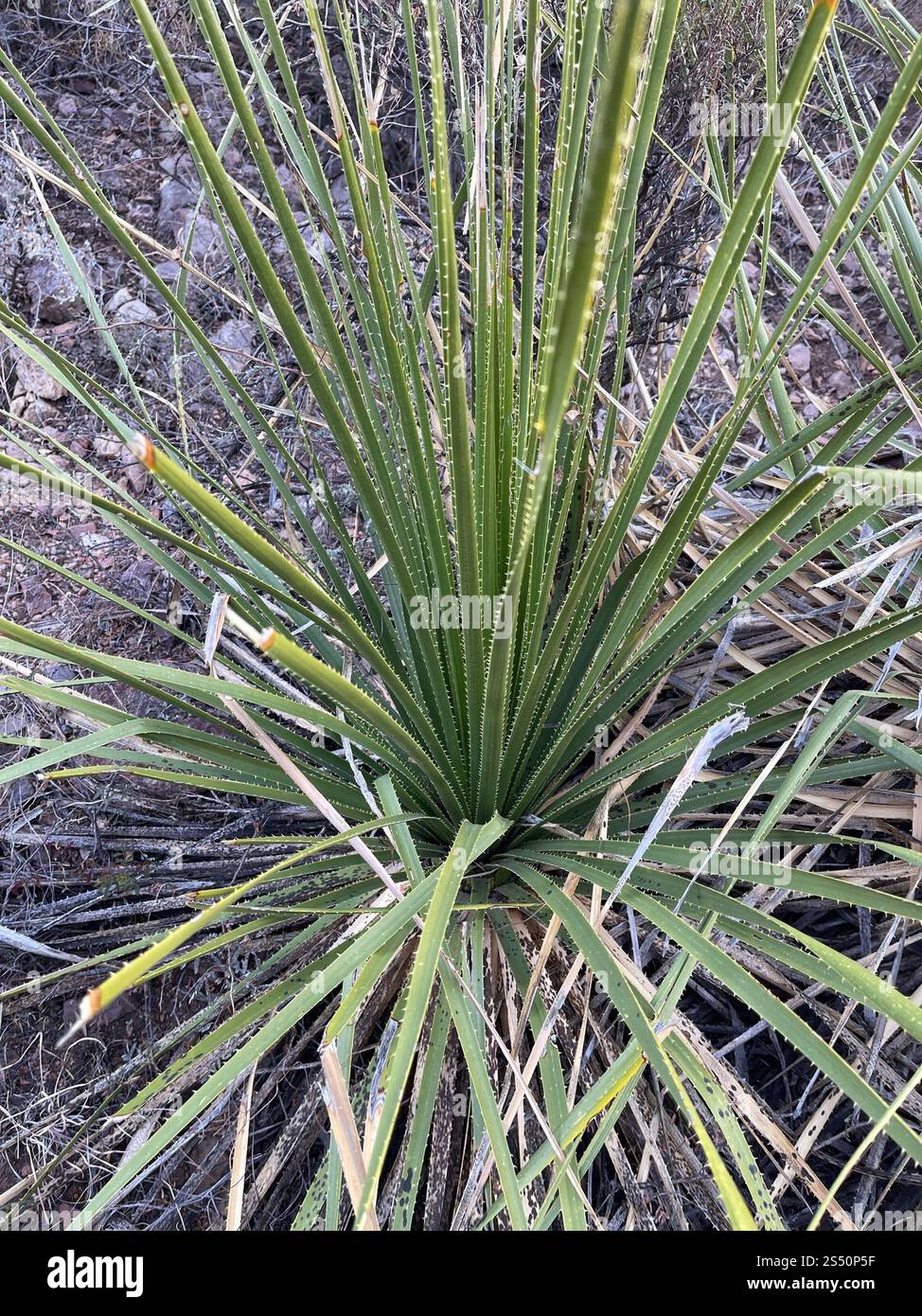 Texas sotol (Dasylirion texanum Stock Photo - Alamy
