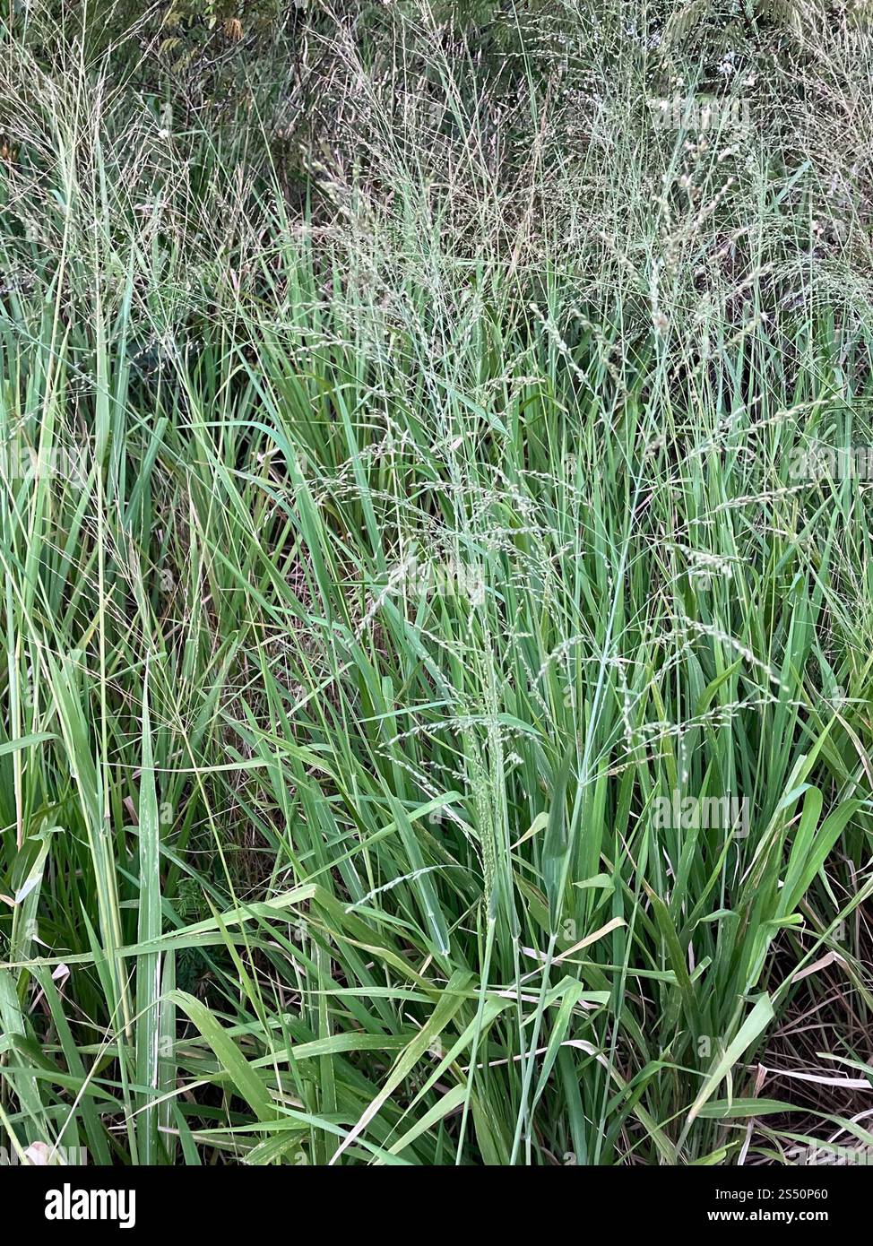 guinea grass (Megathyrsus maximus Stock Photo - Alamy