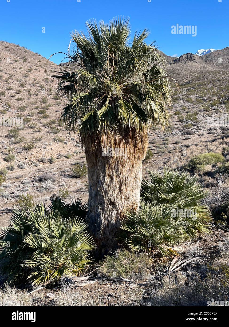California fan palm (Washingtonia filifera Stock Photo - Alamy