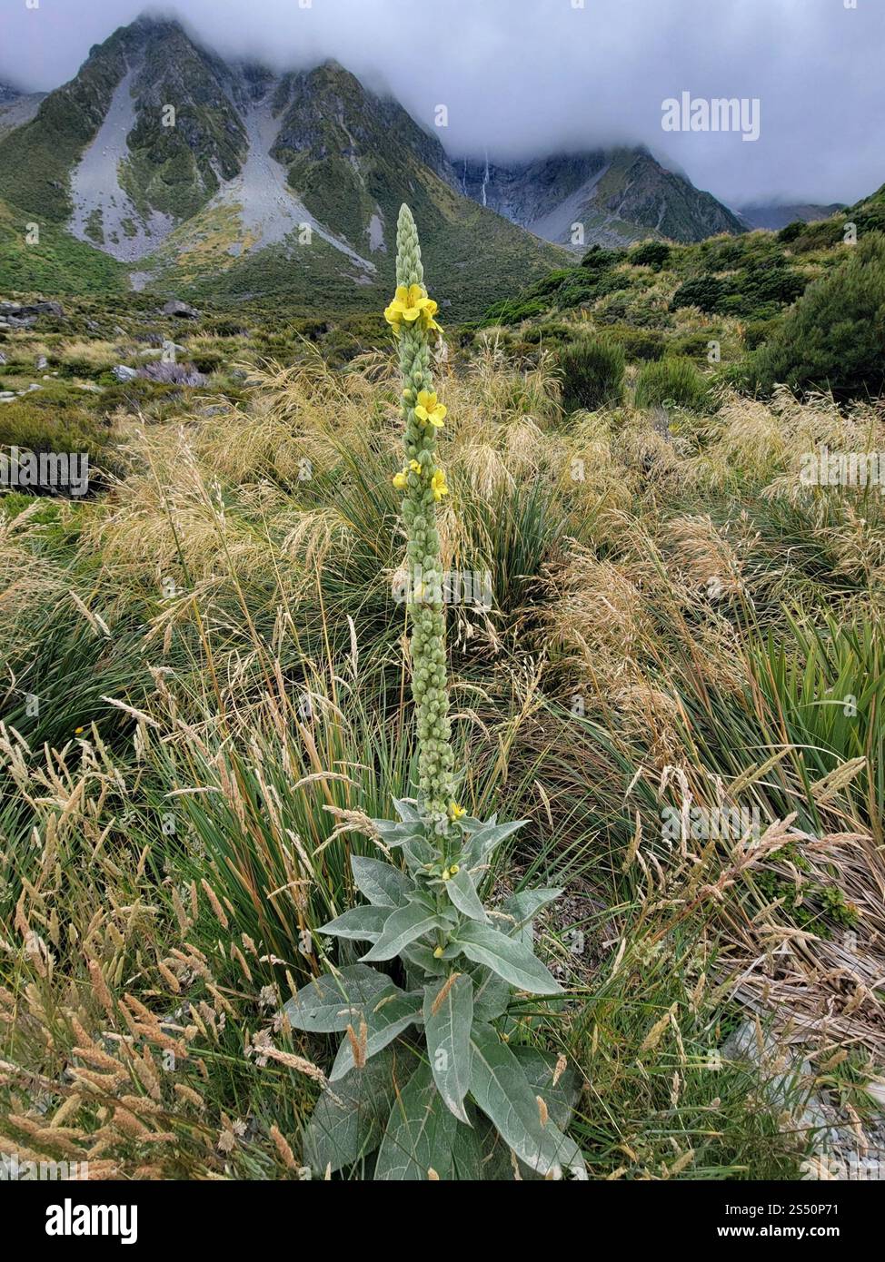 great mullein (Verbascum thapsus Stock Photo - Alamy
