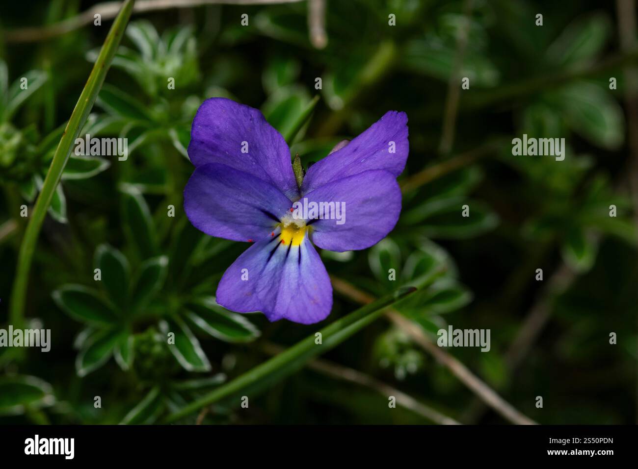 Long-spurred pansy, Viola calcarata, Font D'Urle, Vercors, France Stock ...