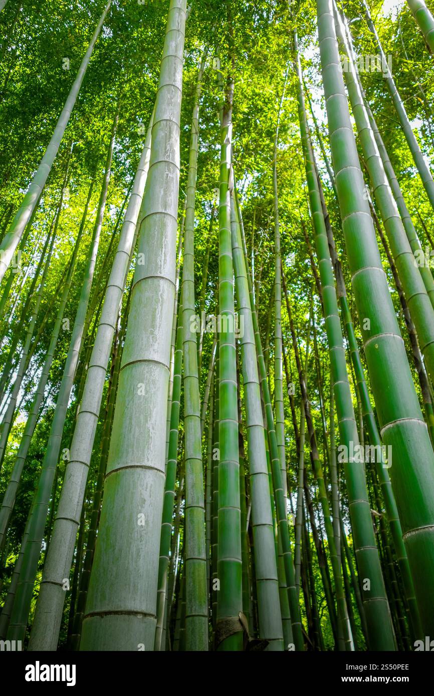 Sagano bamboo forest, kyoto, japan hi-res stock photography and images ...