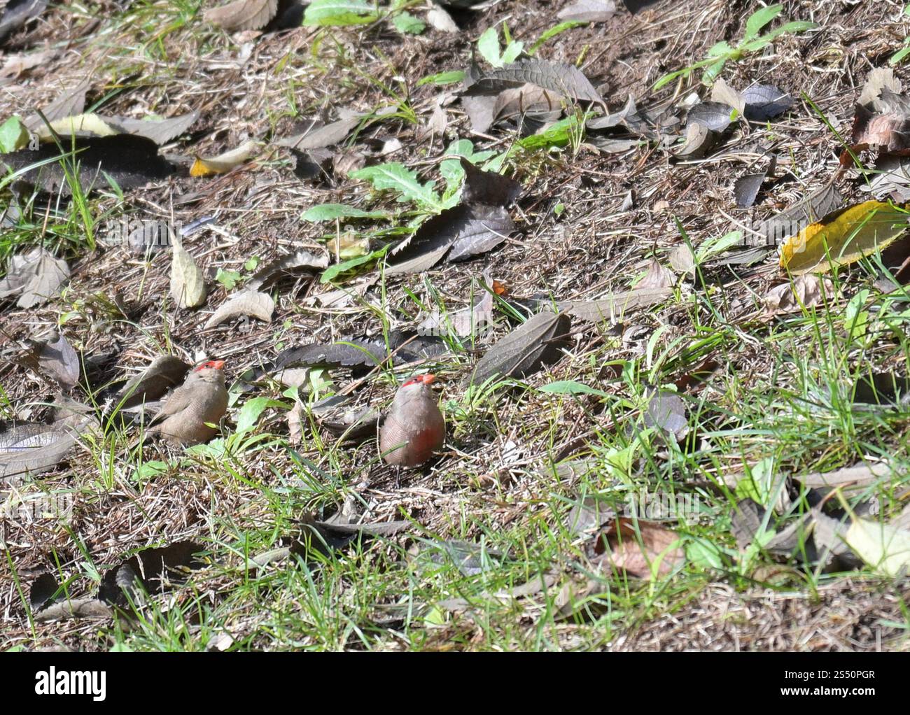 Common Waxbill (Estrilda astrild Stock Photo - Alamy