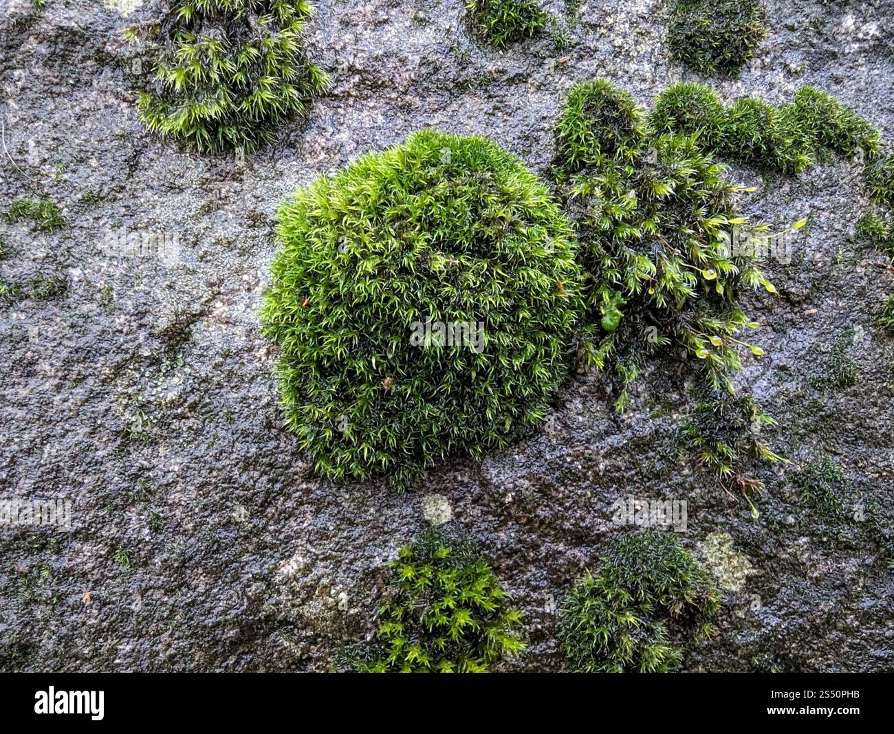 Yellow-green Rock Moss (Racomitrium heterostichum Stock Photo - Alamy