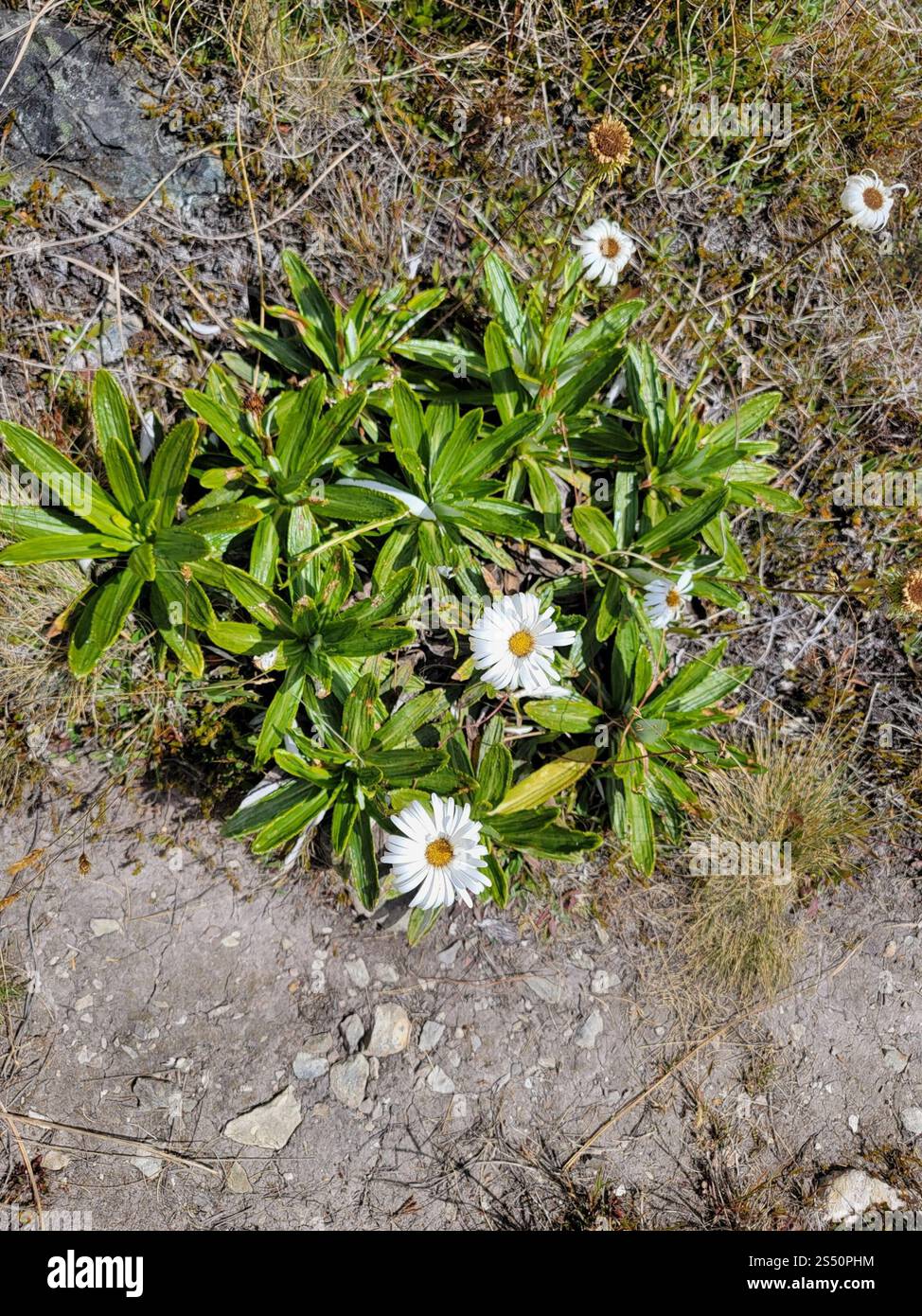 Mountain Daisy (Celmisia densiflora Stock Photo - Alamy