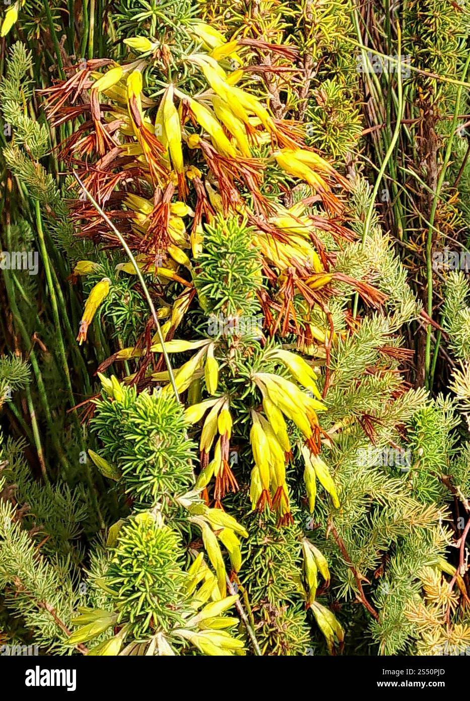 Red Hanging Heath (Erica coccinea coccinea Stock Photo - Alamy