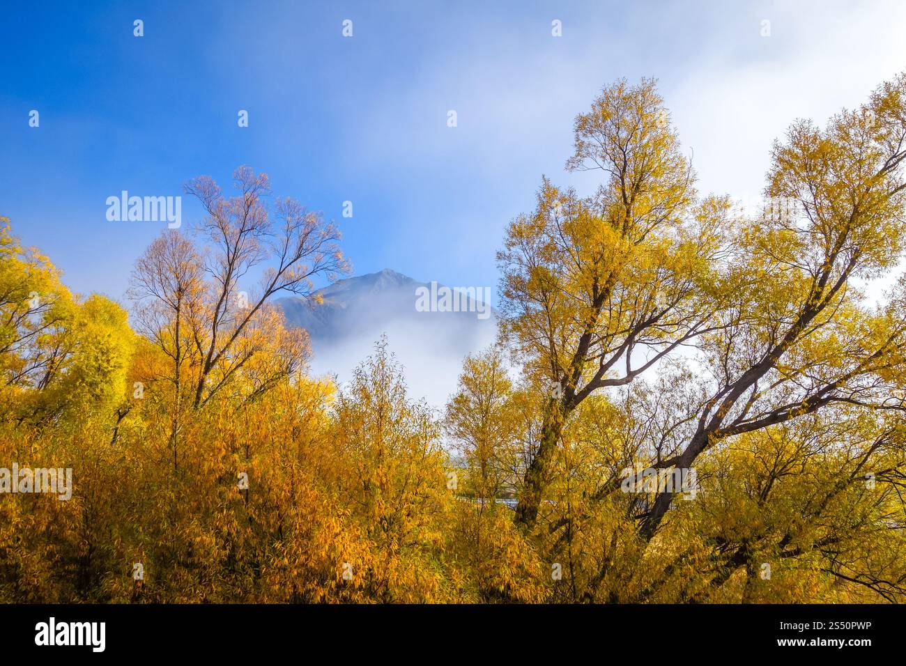 Fog on yellow tree forest in New Zealand mountains. Yellow forest in ...