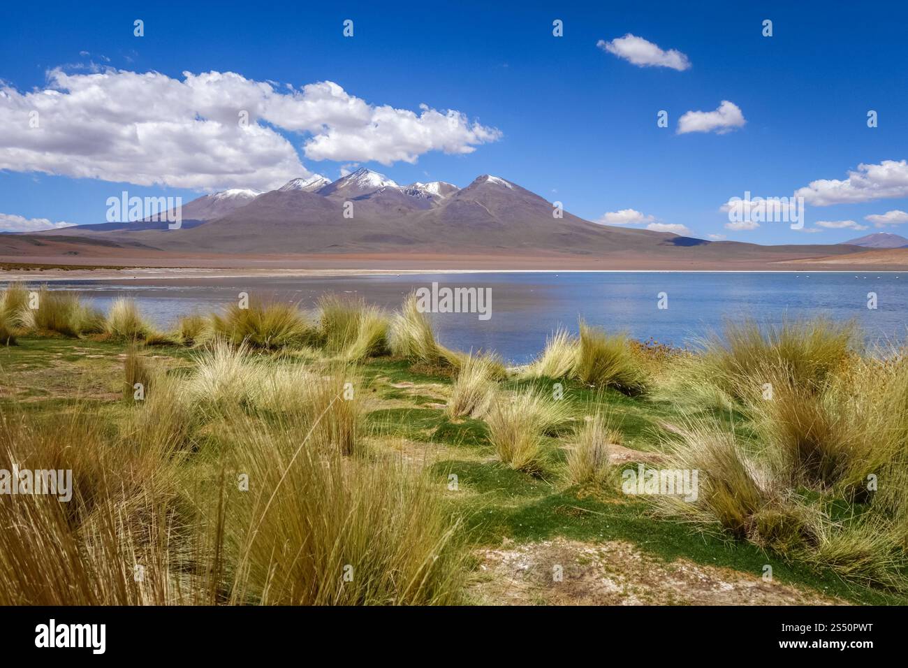 Altiplano laguna in sud Lipez reserva Eduardo Avaroa, Bolivia ...
