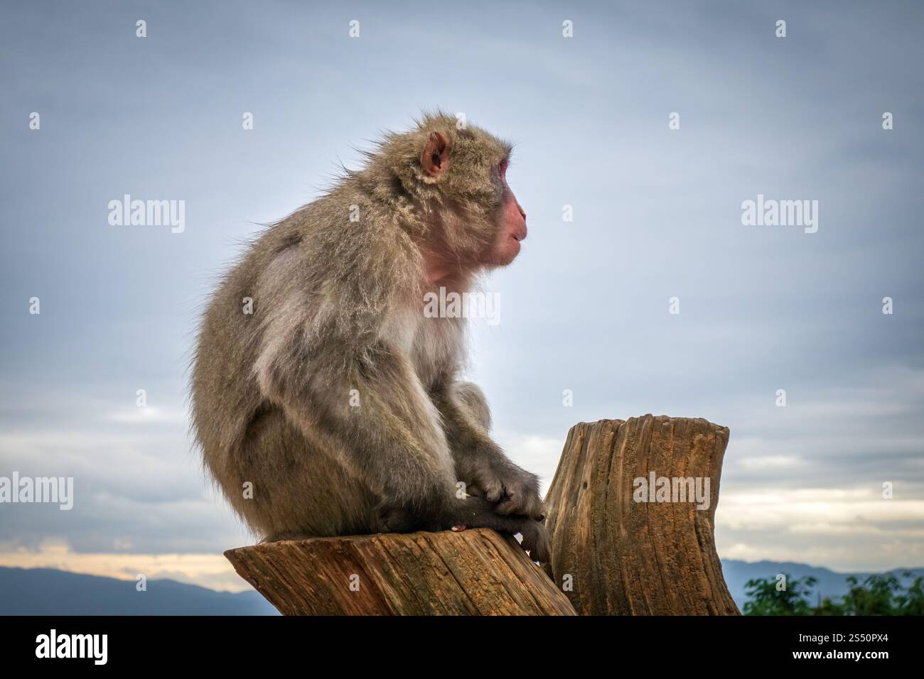 Japanese macaque on a trunk in Iwatayama monkey park, Kyoto, Japan ...