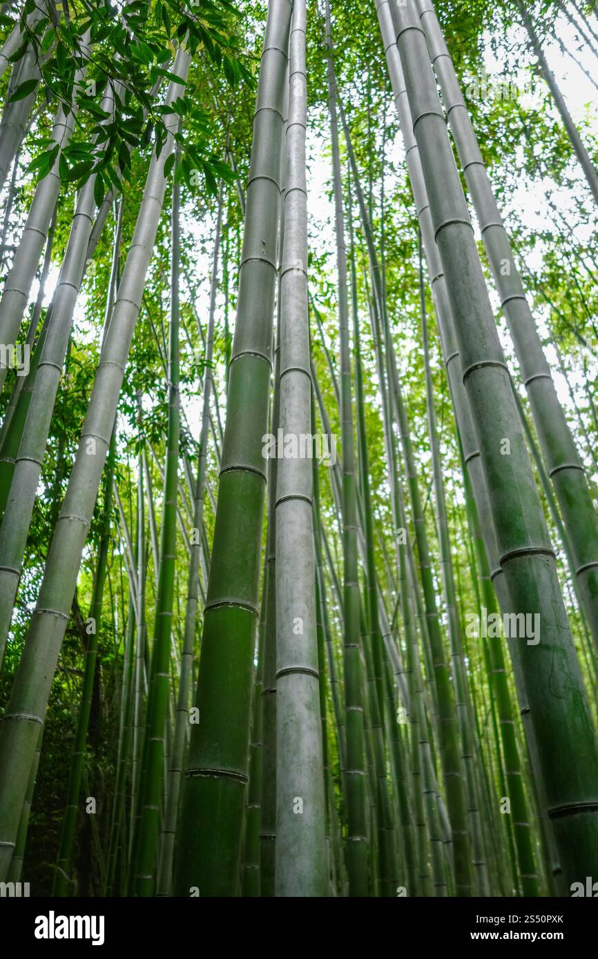 Bamboo forest at sagano arashiyama kyoto hi-res stock photography and ...