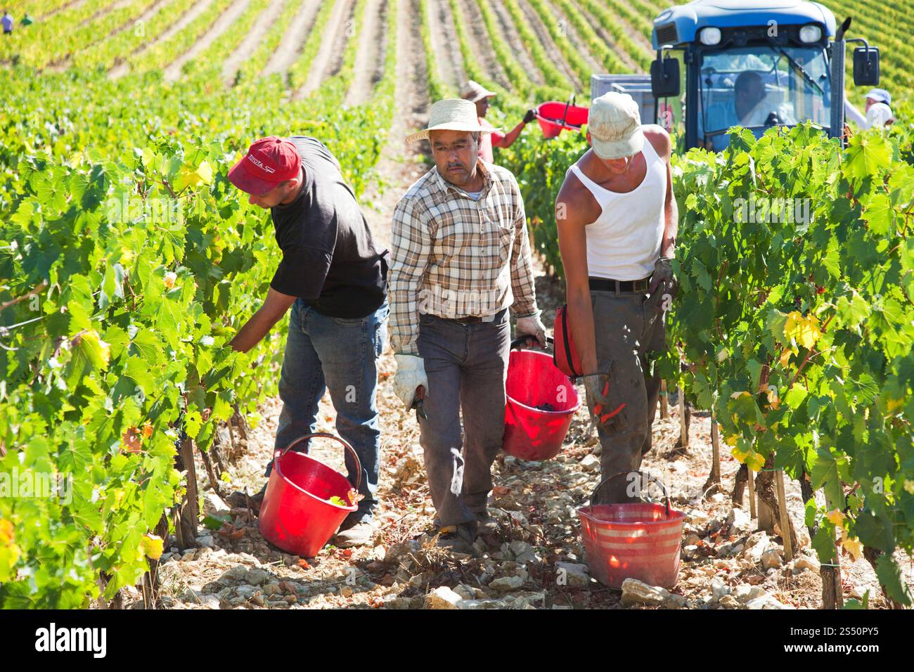 Grape harvest hi-res stock photography and images - Alamy