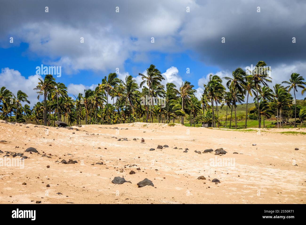 Palm trees on Anakena beach, easter island, Chile. Palm trees on ...