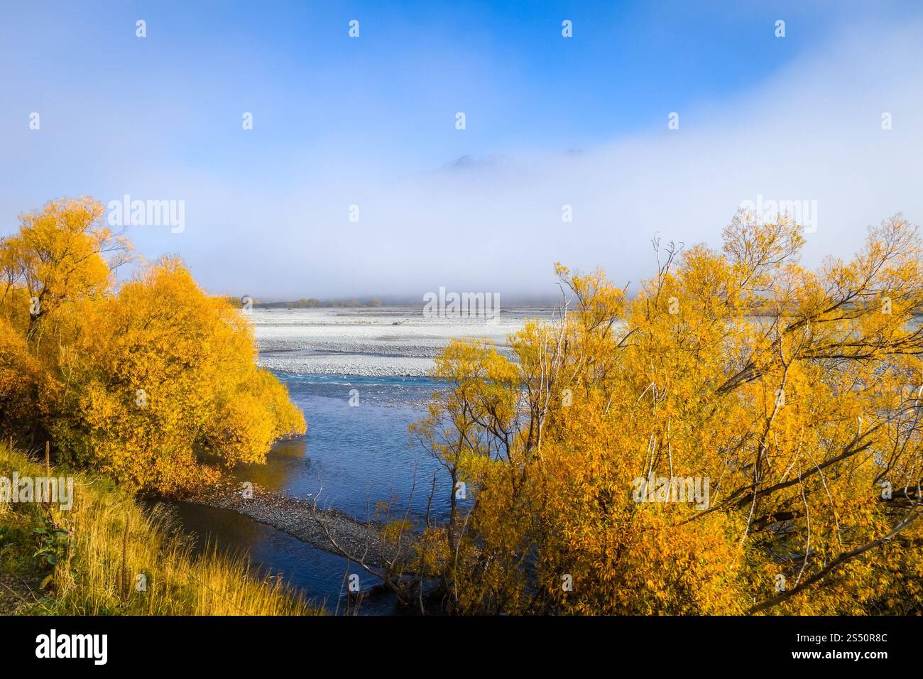 Yellow forest and river in New Zealand Alps. Yellow forest and river in ...
