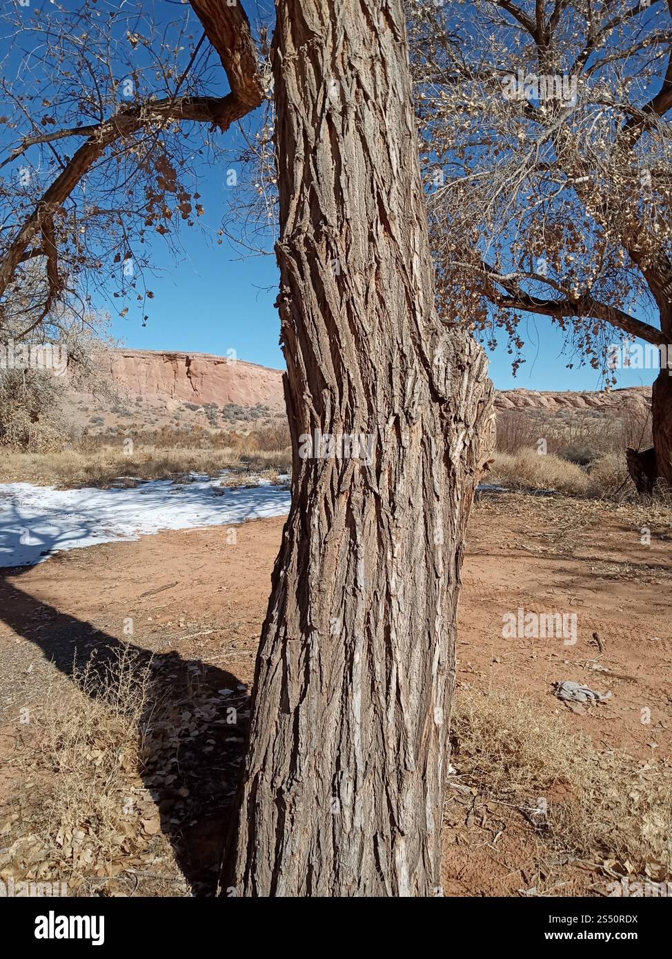 Fremont Cottonwood (Populus fremontii Stock Photo - Alamy