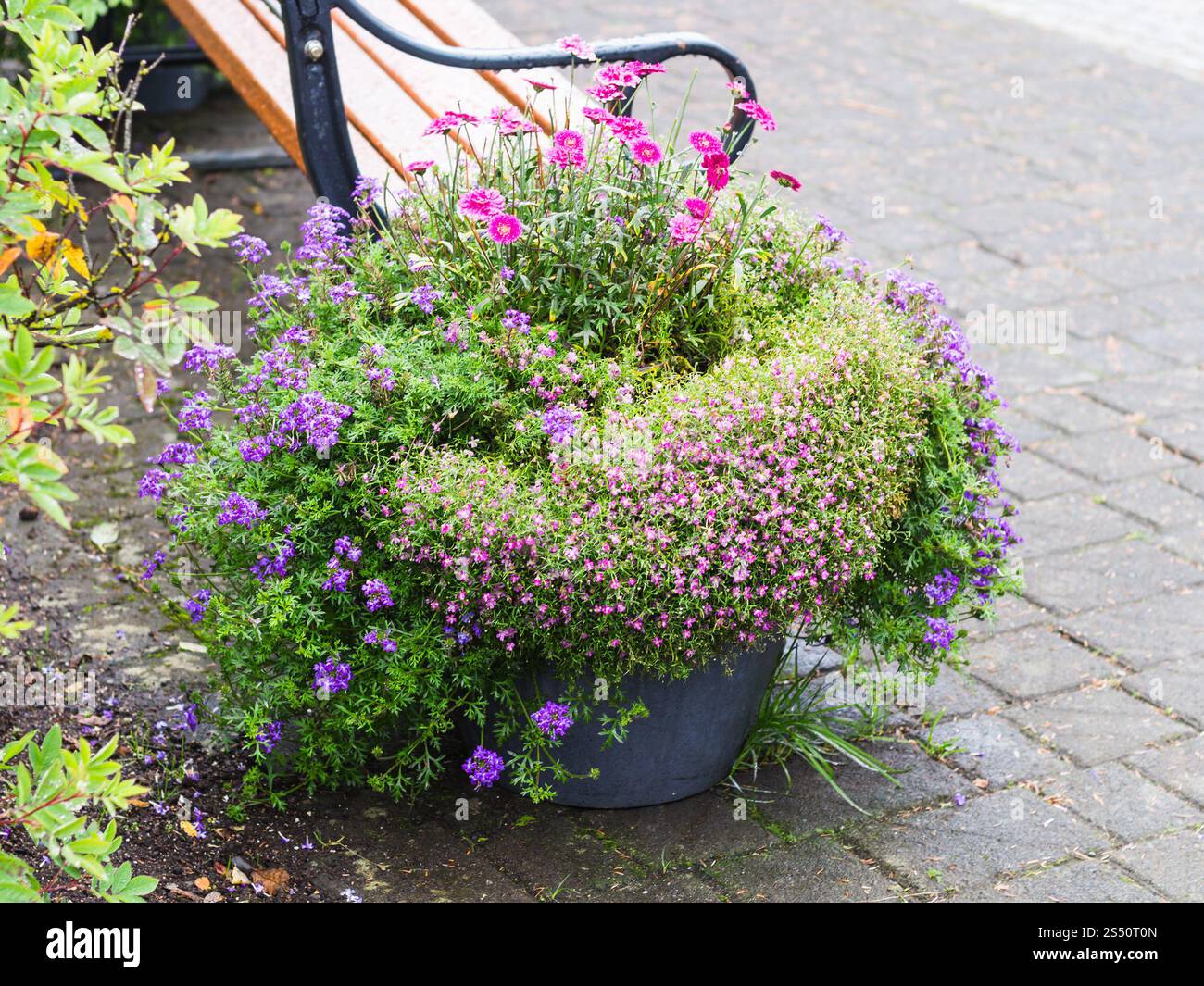 travel to Iceland - flowerbed in public family park in laugardalur ...