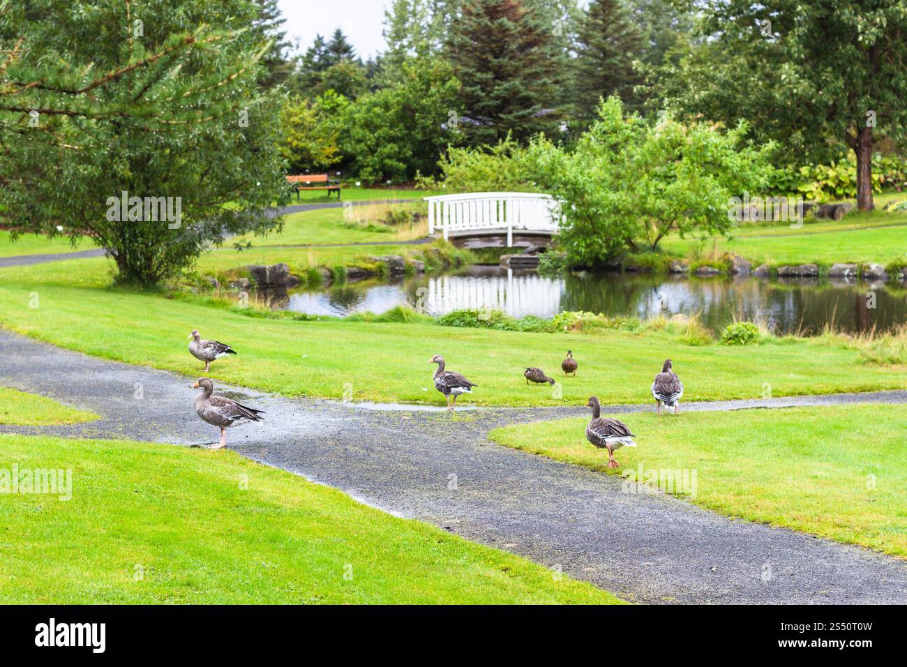 travel to Iceland - ducks in urban public family park in laugardalur ...
