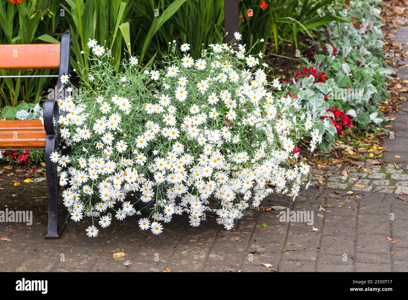 travel to Iceland - oxeye daisy flowers on flowerbed in public family ...