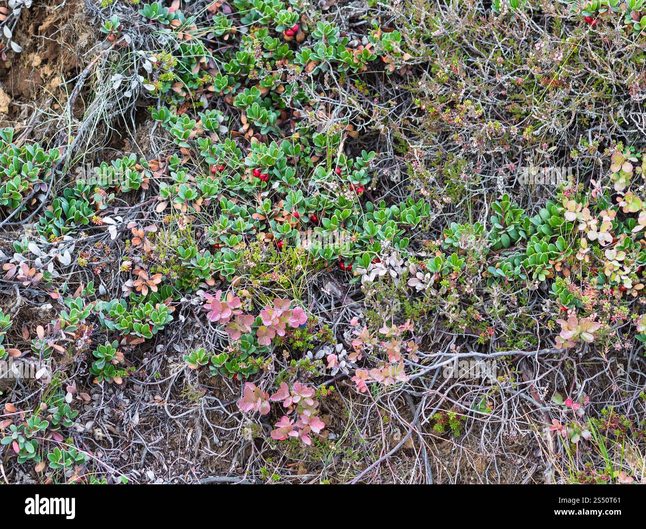 travel to Iceland - cranberry at tundra meadow in Iceland in september ...