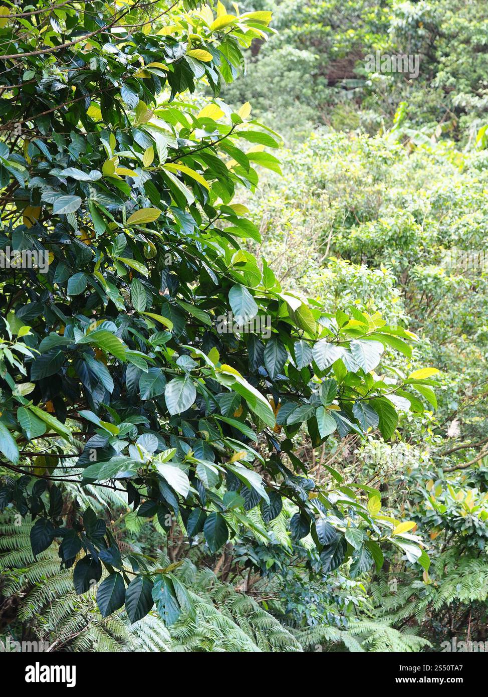 Milk Tree (Ficus benguetensis Stock Photo - Alamy