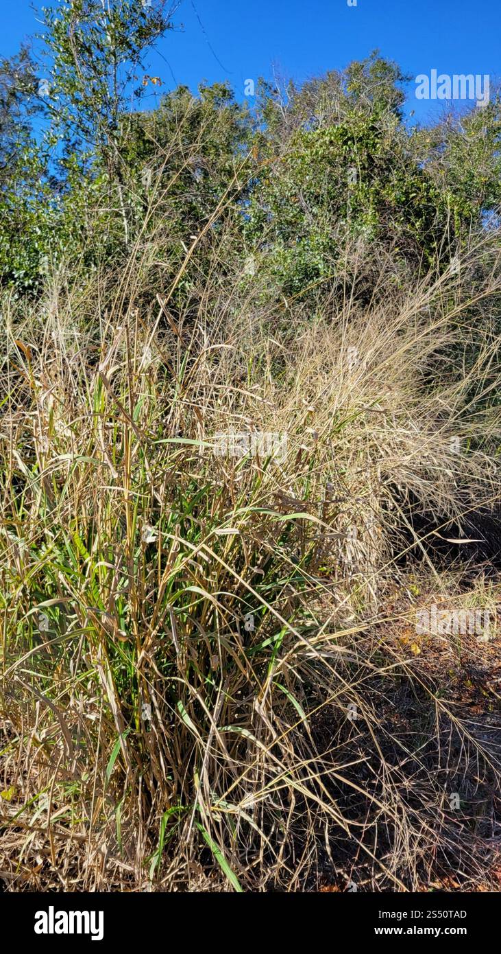 guinea grass (Megathyrsus maximus Stock Photo - Alamy