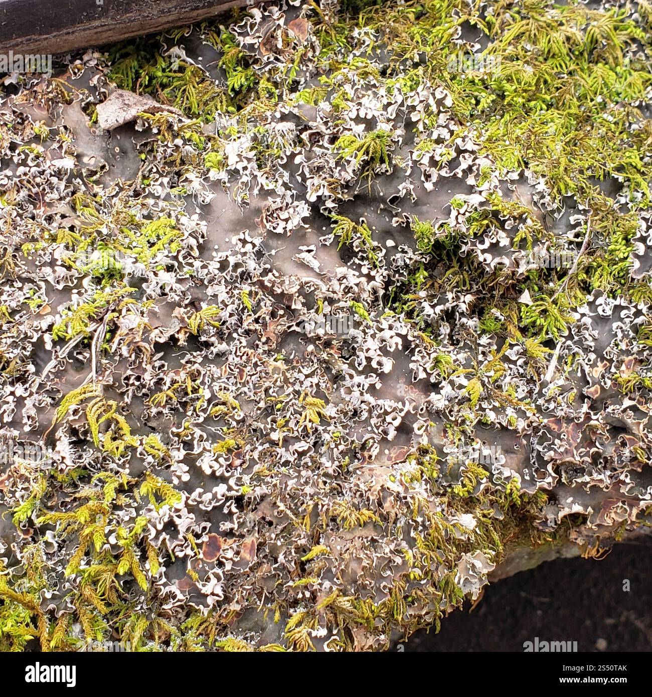 scaly pelt lichen (Peltigera praetextata Stock Photo - Alamy