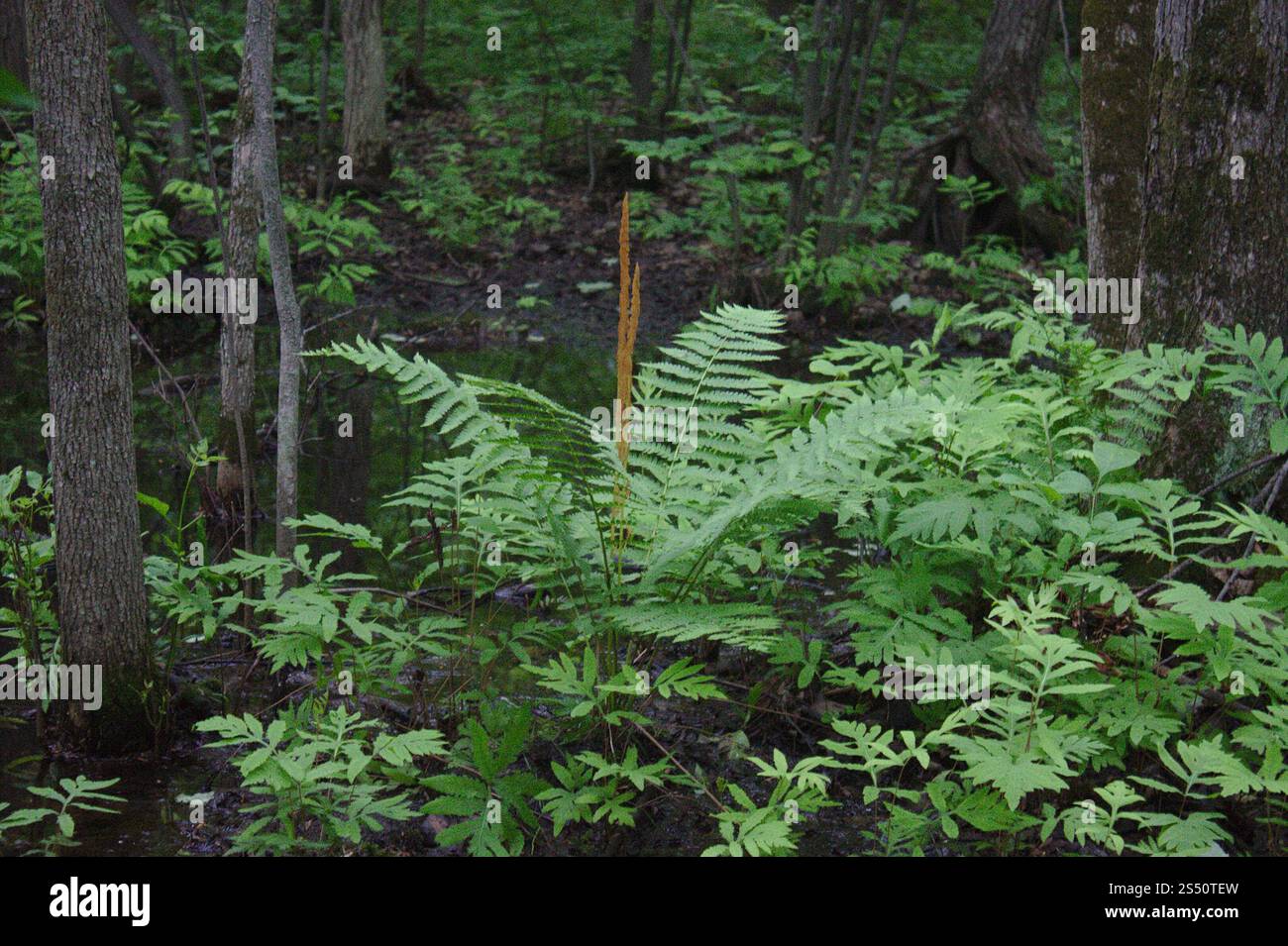 cinnamon fern (Osmundastrum cinnamomeum Stock Photo - Alamy