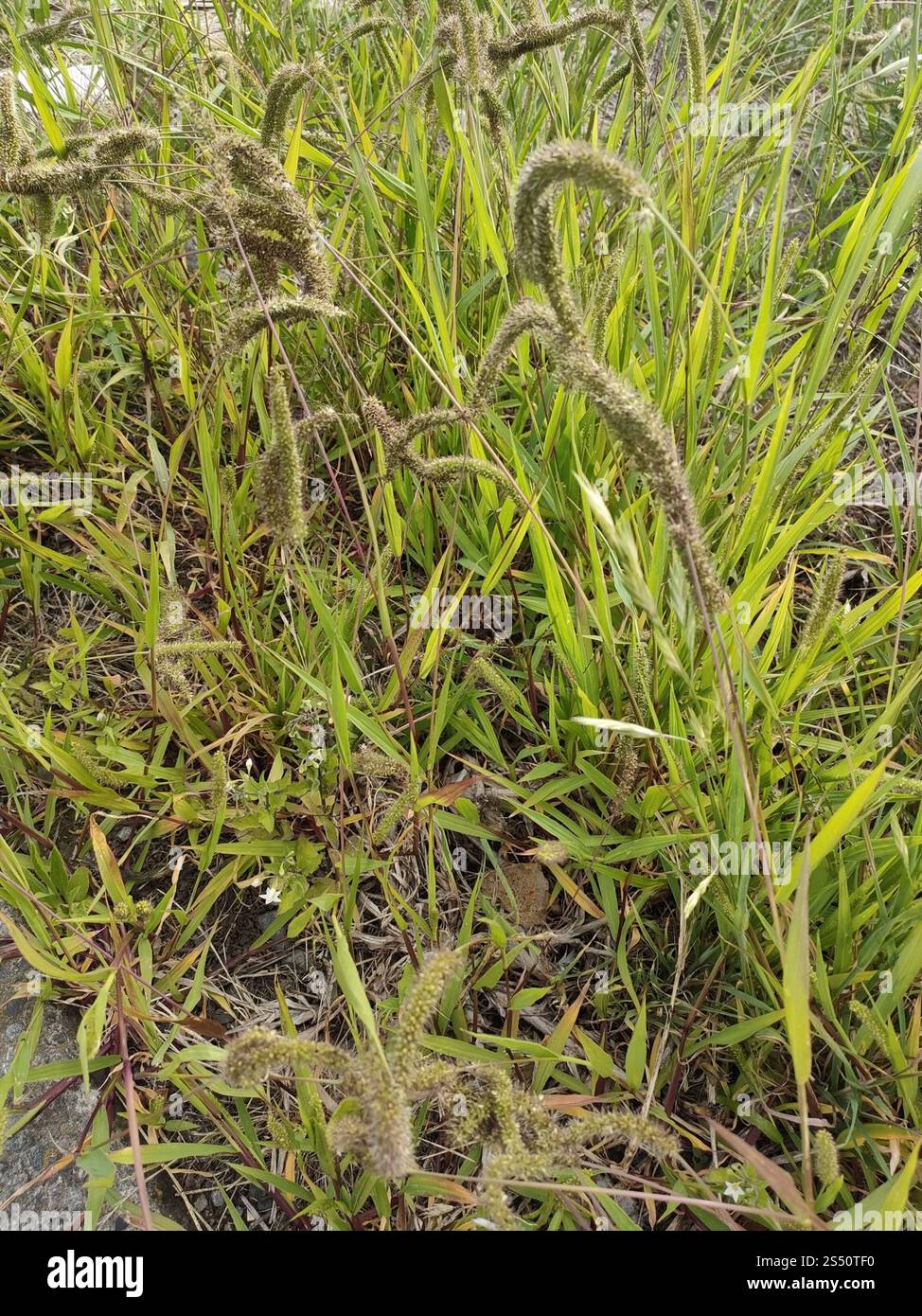hooked bristle grass (Setaria verticillata Stock Photo - Alamy