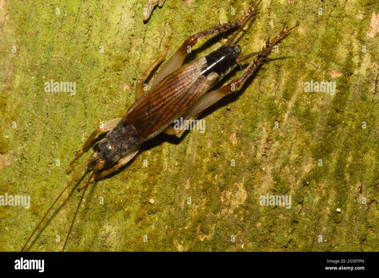 Tree Crickets (Oecanthinae Stock Photo - Alamy