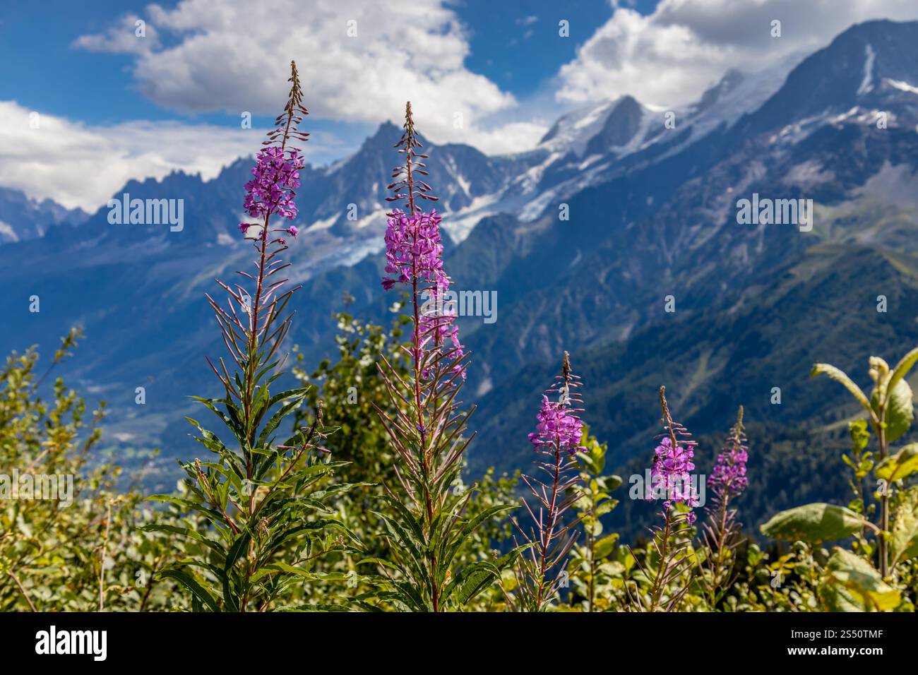Colorful flowers in blossom in the wild nature on the mountain meadows ...