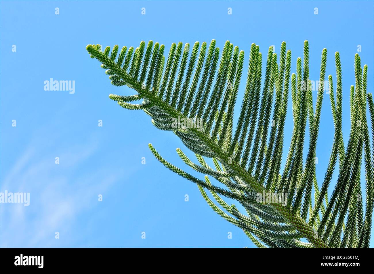Section of Norfolk Island Pine tree branch, showing the distinctive ...