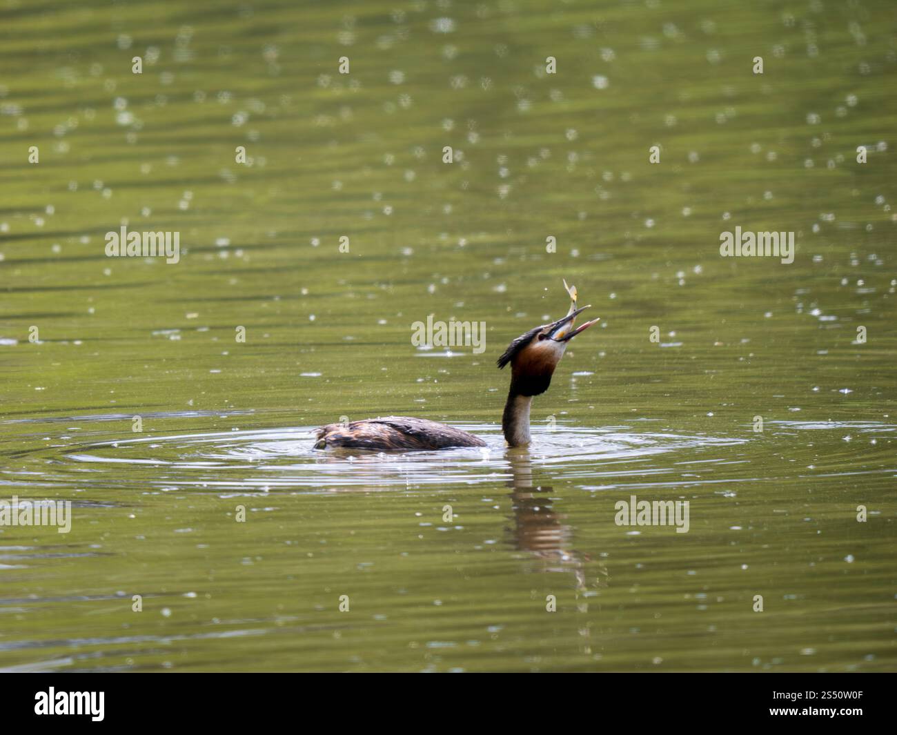 Great Crested Grebe With a Fish Stock Photo - Alamy