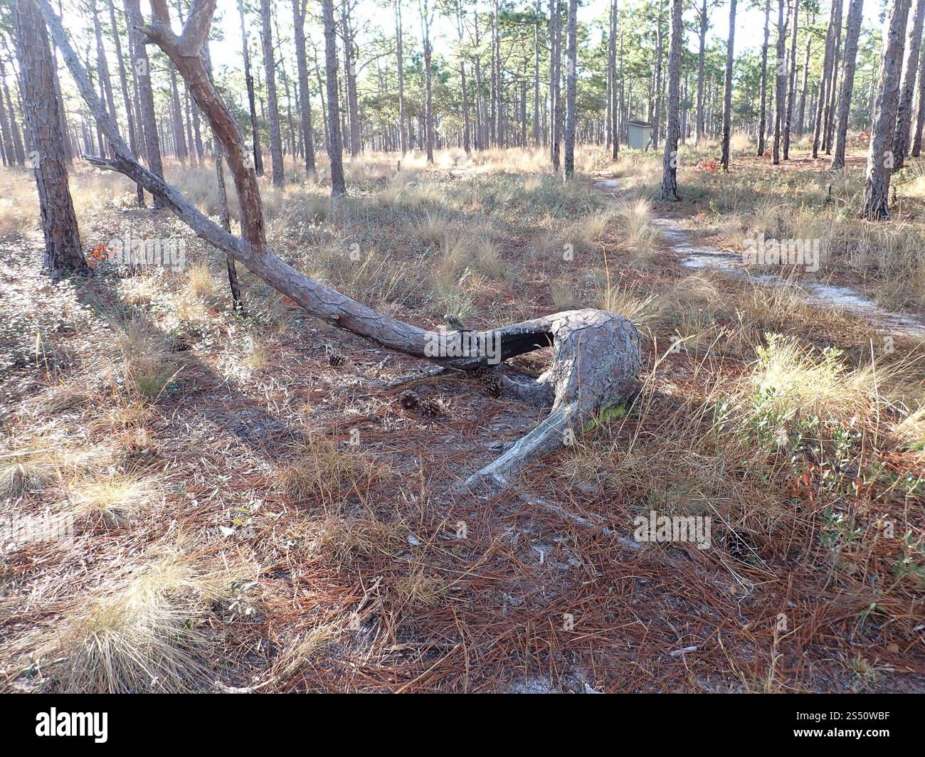 longleaf pine (Pinus palustris Stock Photo - Alamy