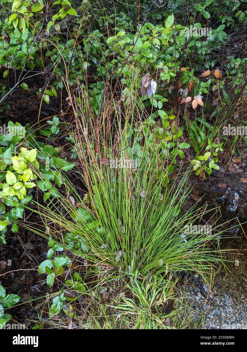 Soft Rush (Juncus effusus Stock Photo - Alamy