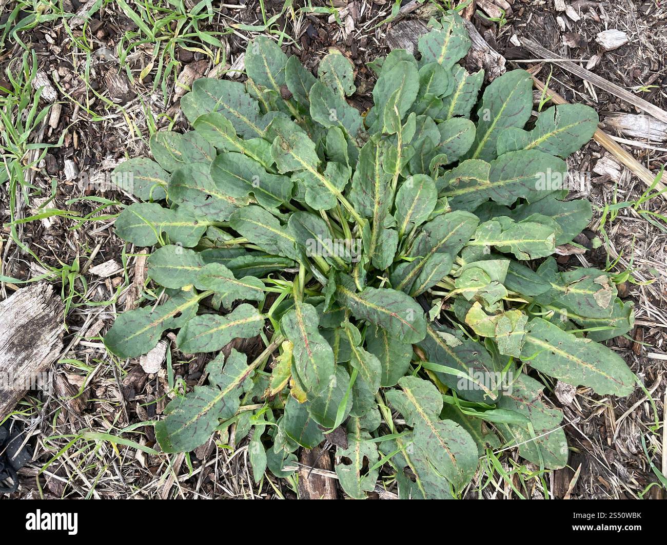 fiddle dock (Rumex pulcher Stock Photo - Alamy