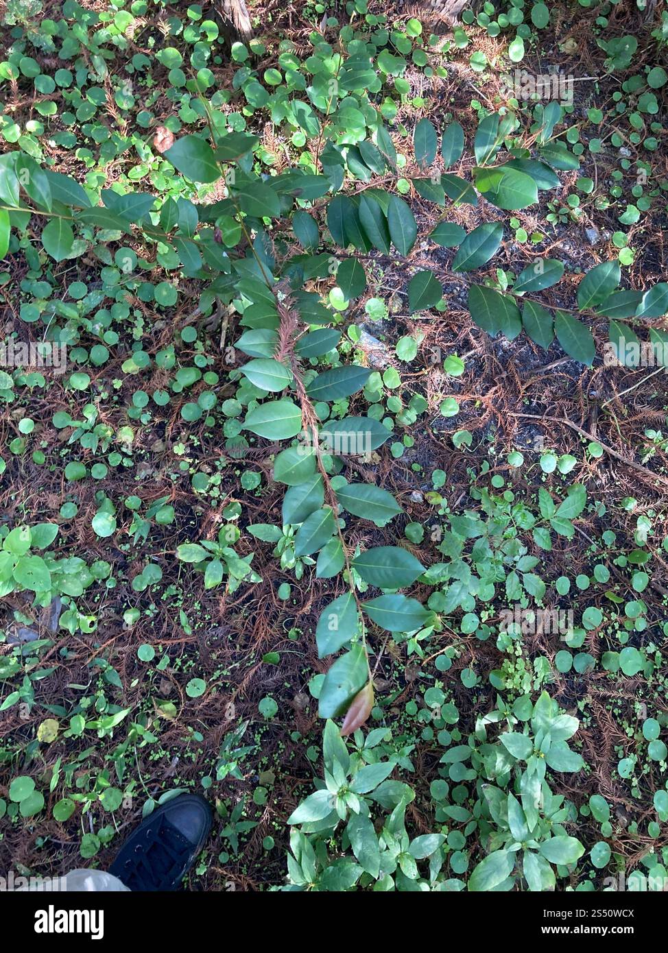 Cocoplum (Chrysobalanus icaco Stock Photo - Alamy