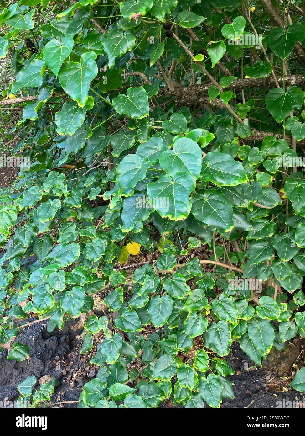 Portia tree (Thespesia populnea Stock Photo - Alamy