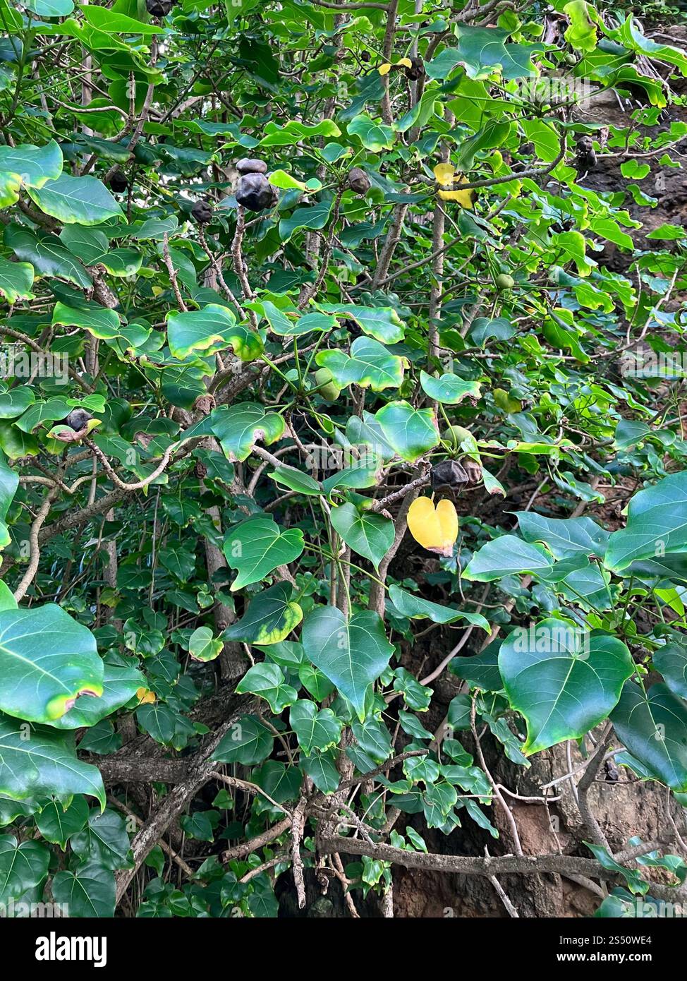 Portia tree (Thespesia populnea Stock Photo - Alamy