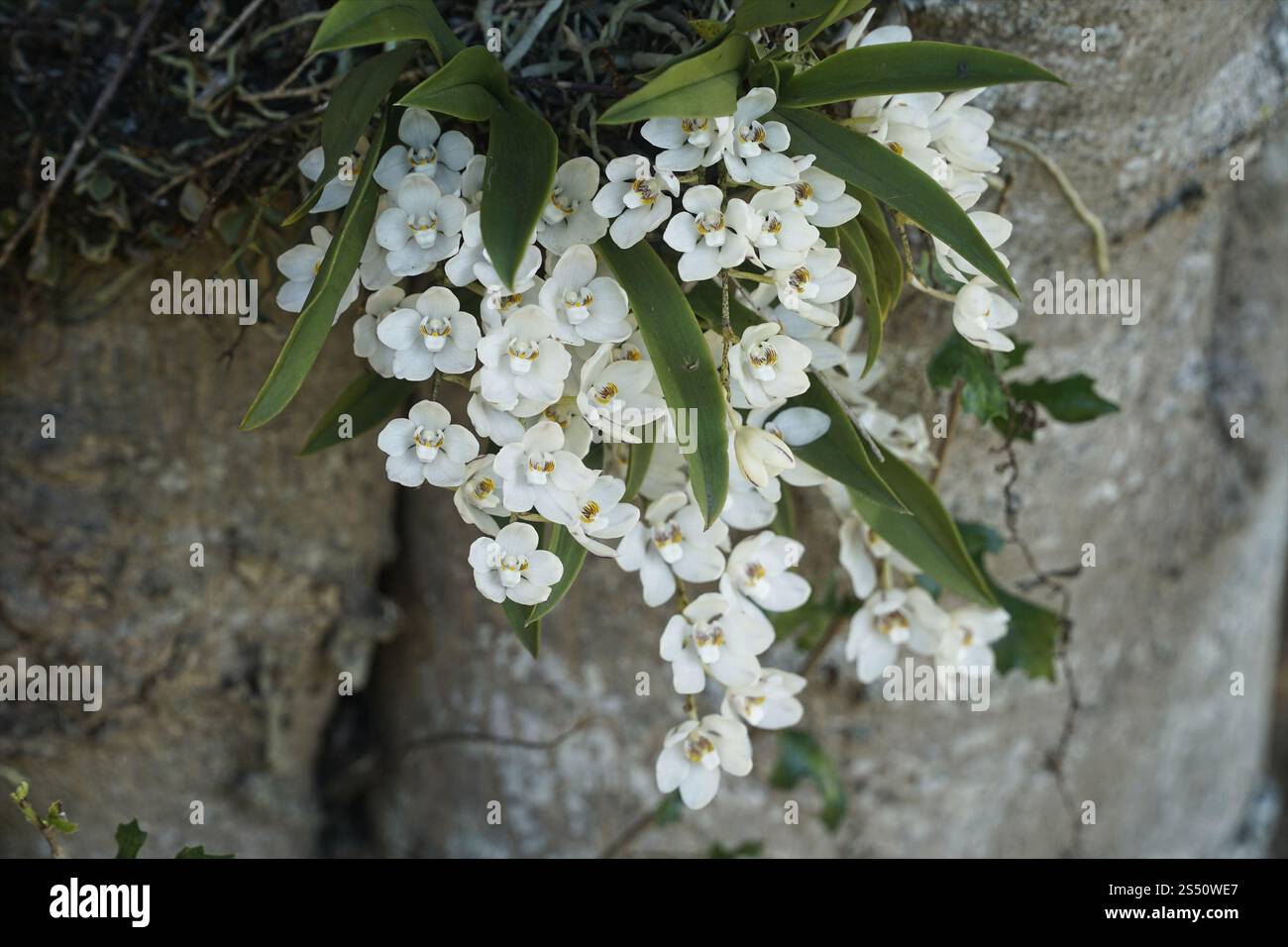 Orange Blossom Orchid plant in full flower showing the entire plant ...