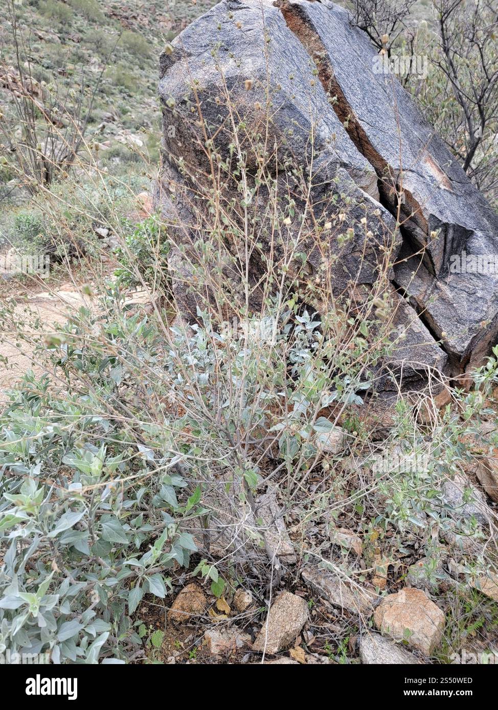 pelotazo (Abutilon incanum Stock Photo - Alamy