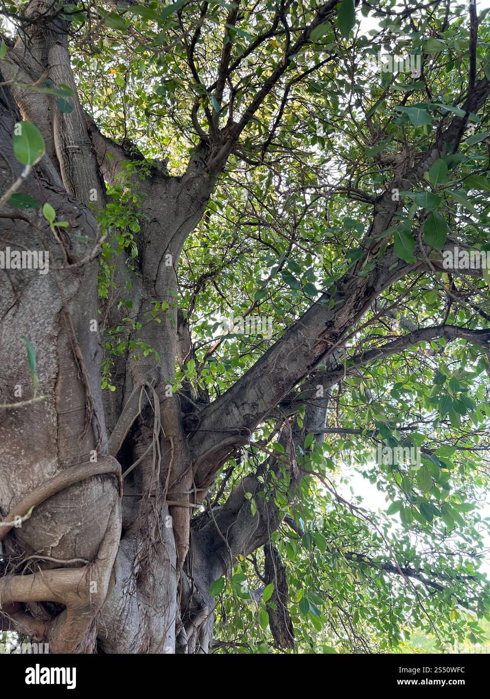 Florida Strangler Fig (Ficus aurea Stock Photo - Alamy