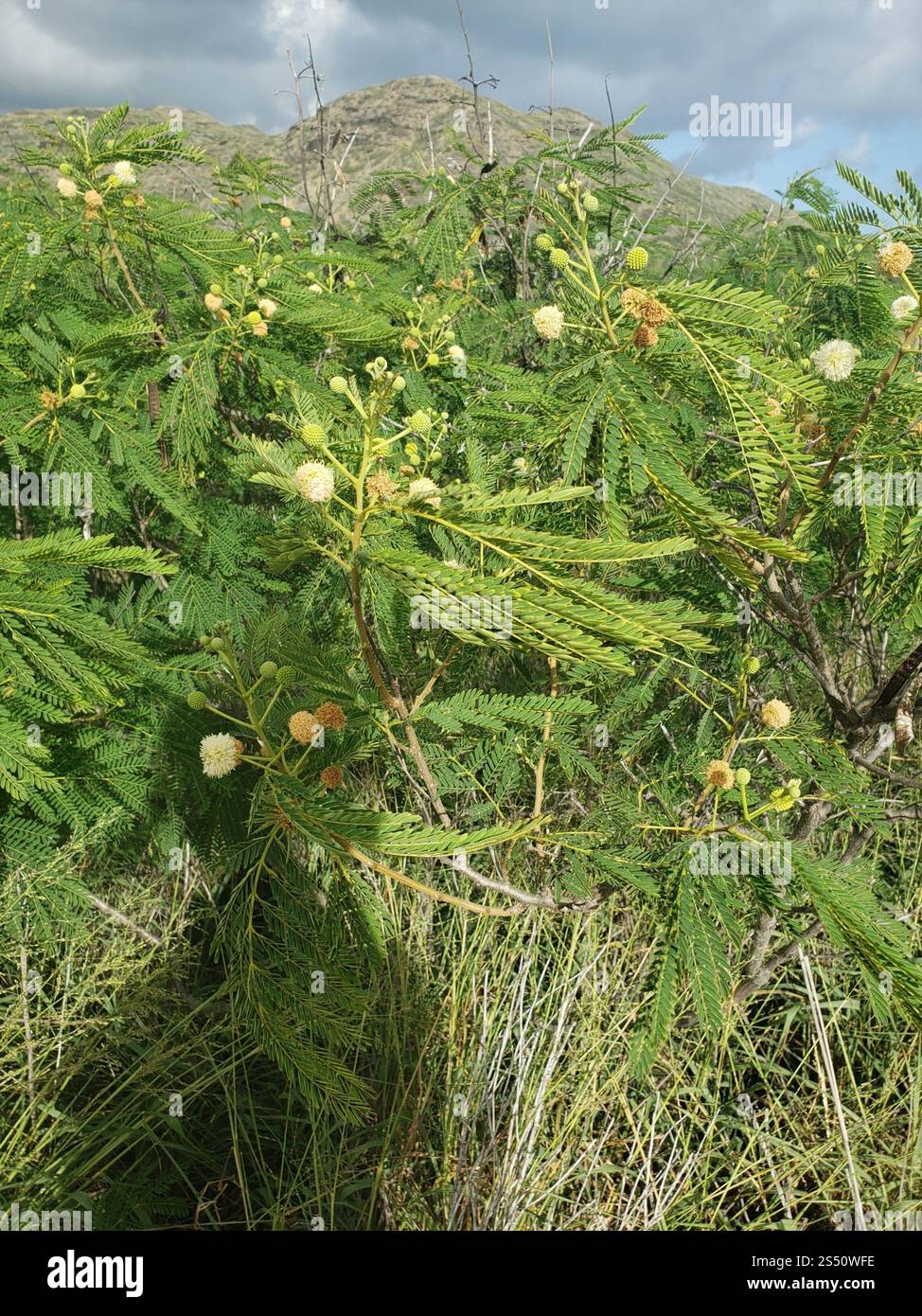 White leadtree (Leucaena leucocephala Stock Photo - Alamy