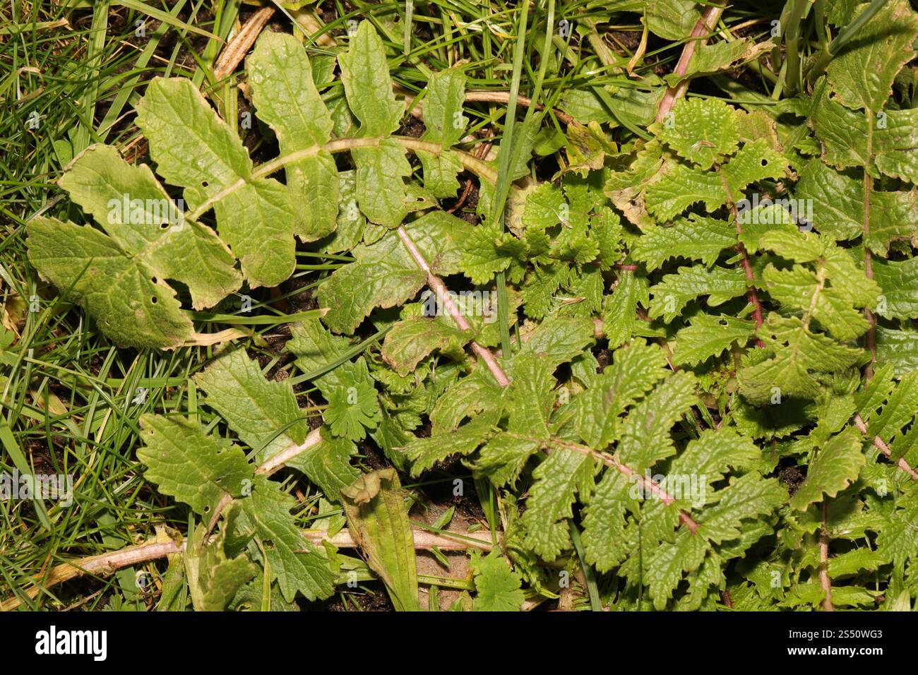 Mediterranean Radish (Raphanus raphanistrum landra Stock Photo - Alamy