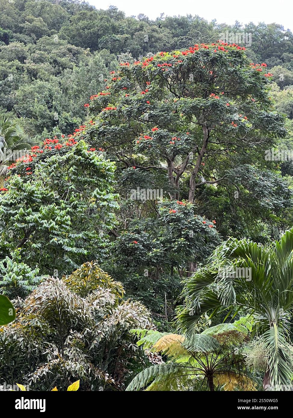 African tulip tree (Spathodea campanulata Stock Photo - Alamy